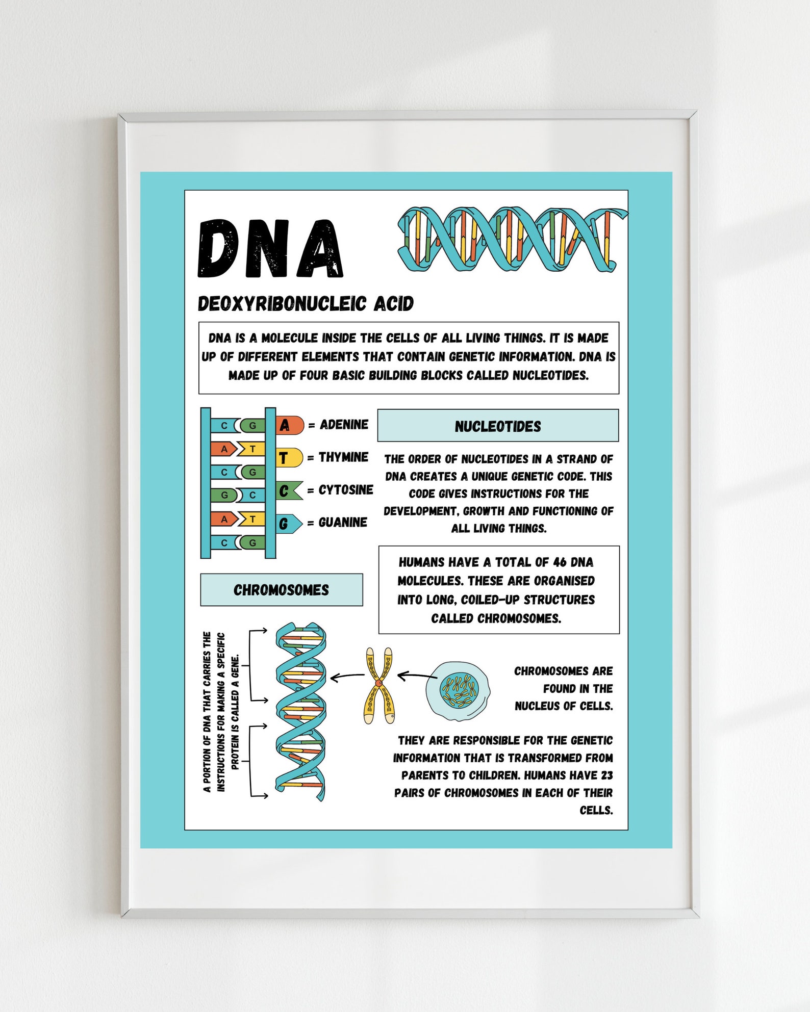 DNA Biology Poster, Education Print, Classroom Art Poster, DIGITAL ...