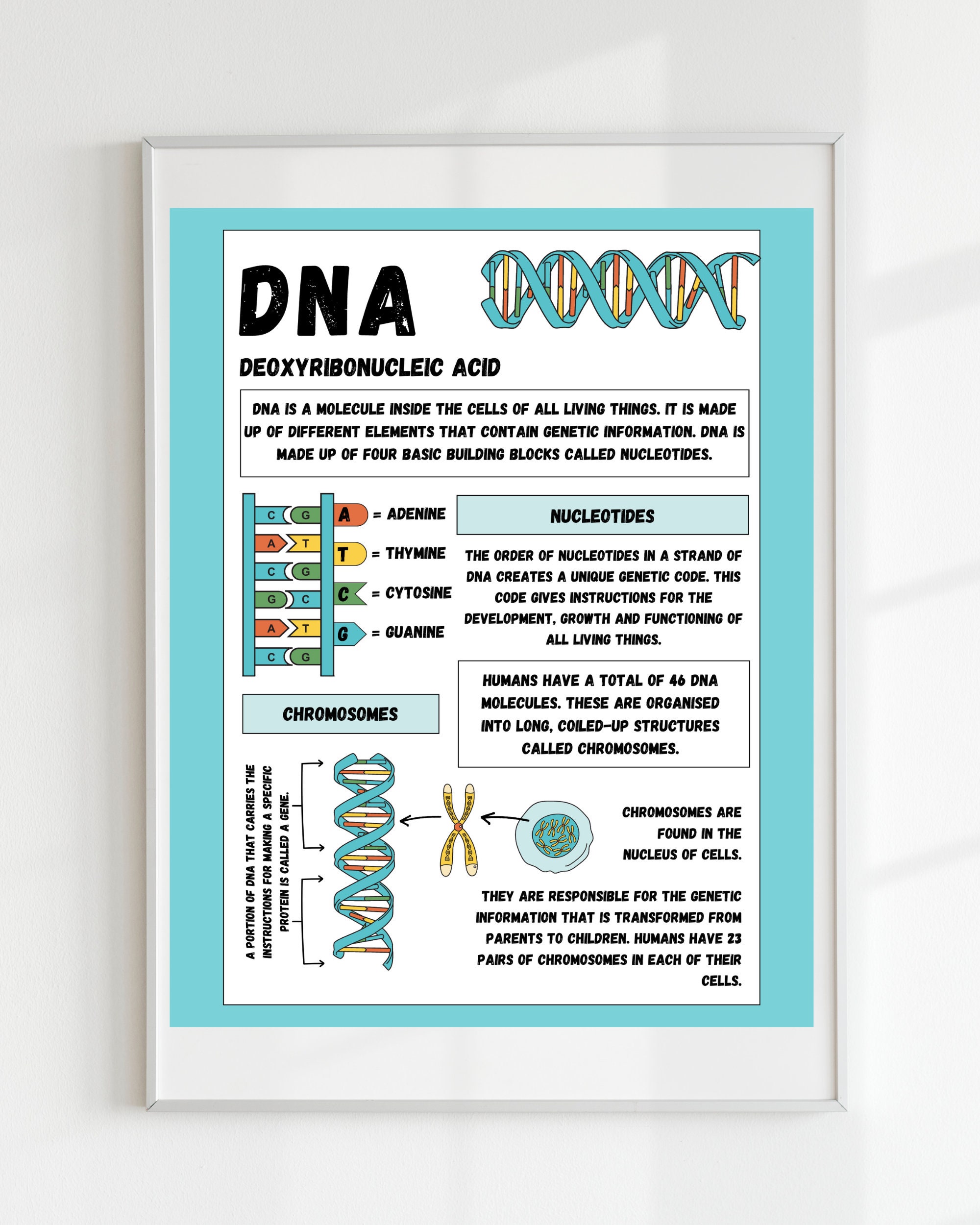 DNA Biology Poster, Education Print, Classroom Art Poster, DIGITAL ...