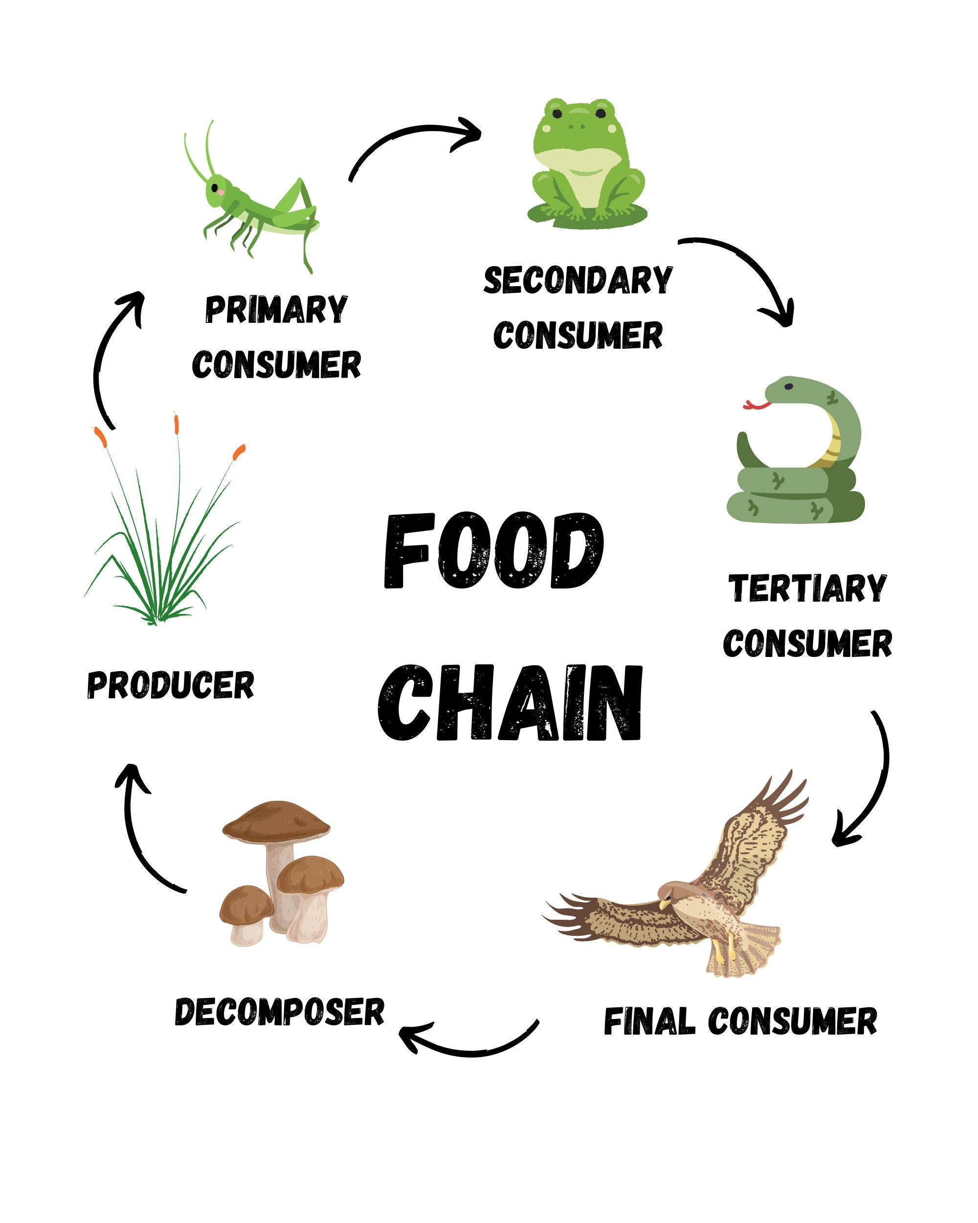 Food Chain Poster,educational Print, Classroom Poster, Anatomy Print ...