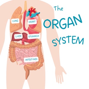 The Organ System Poster, Anatomy Poster, Classroom Poster, Organs of ...