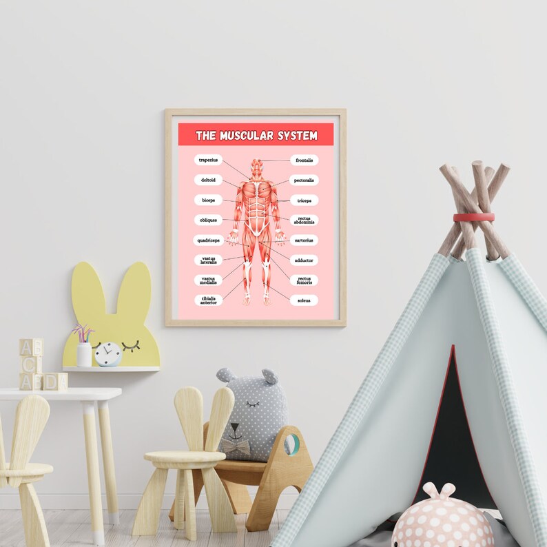 The Muscular System Poster, Anatomy Poster, Classroom Poster, Muscles ...