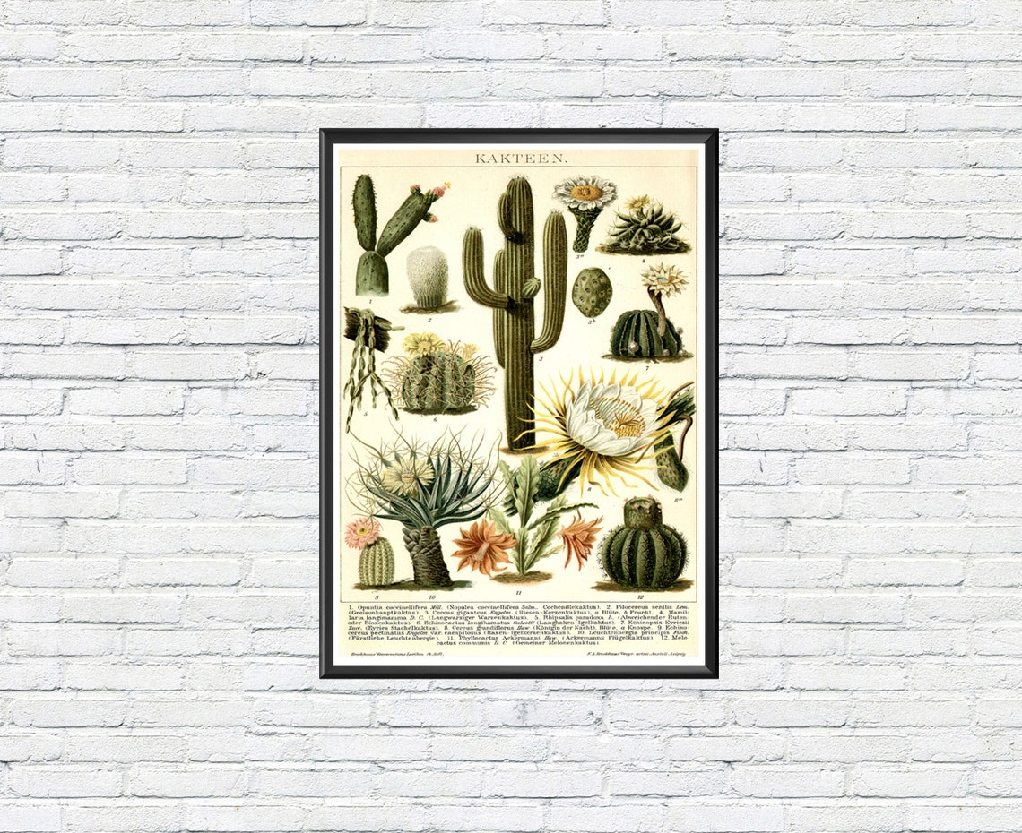 Vintage Cacti Print Cactus Botanical Poster Cacti Teaching | Etsy