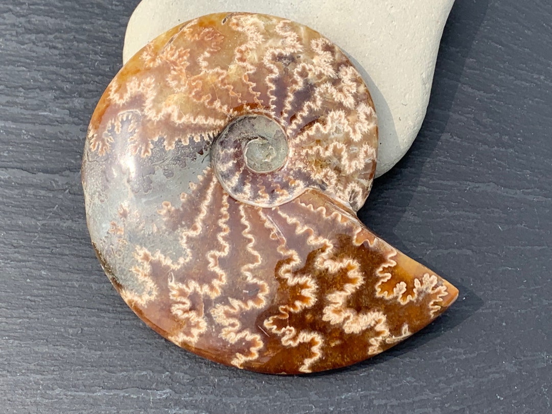 Large A-grade Madagascan Ammonite Fossil With Strong Suture Patterns - Etsy