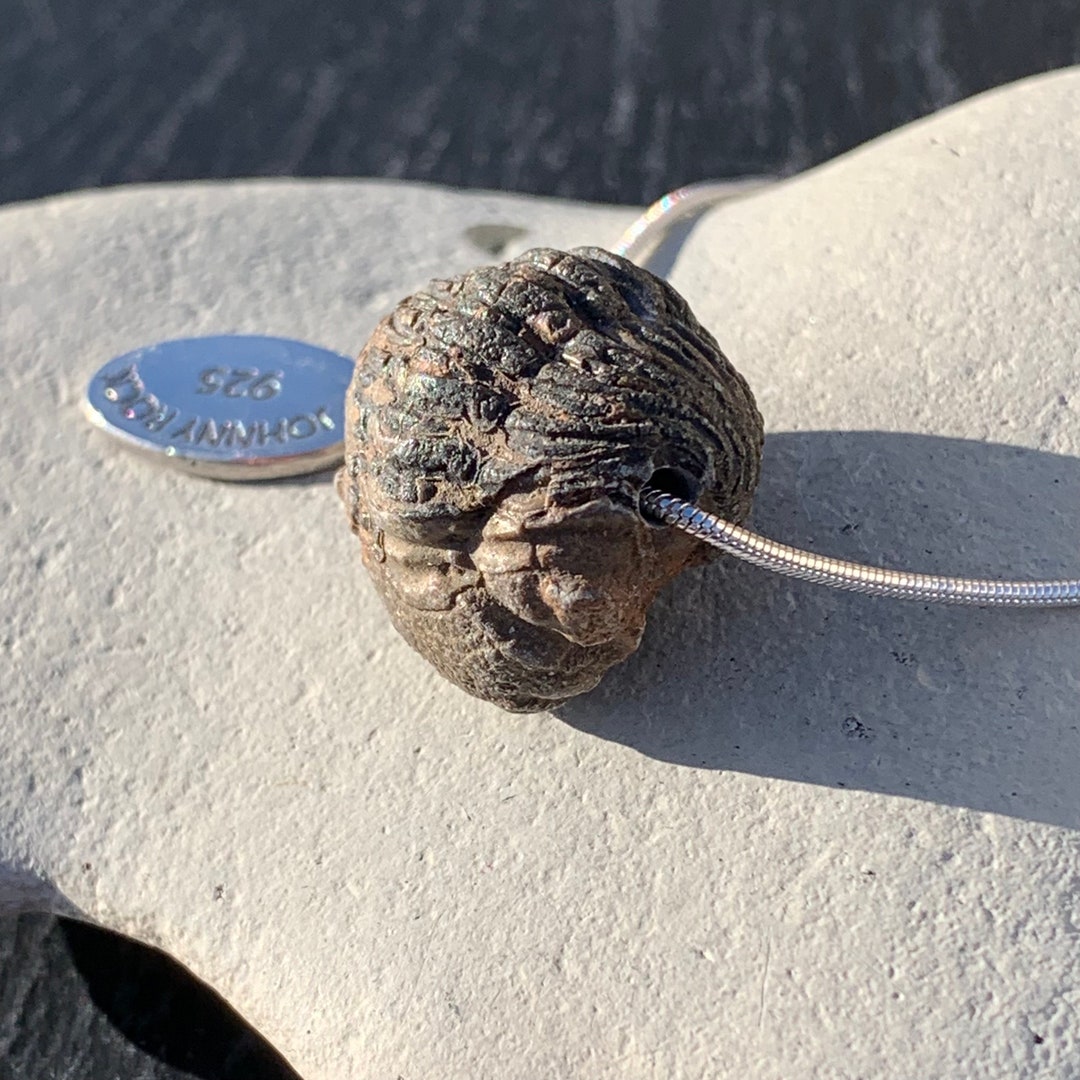 Devonian 3D Enrolled Trilobite Pendant With White Metal Chain ...