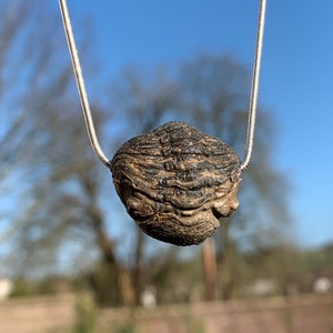 Devonian 3D Enrolled Trilobite Pendant With White Metal Chain ...