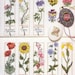 The Ultimate Flower Book / Pdf Vintage Cross Stitch Counted Pattern ...