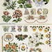 The Ultimate Flower Book / Pdf Vintage Cross Stitch Counted Pattern ...