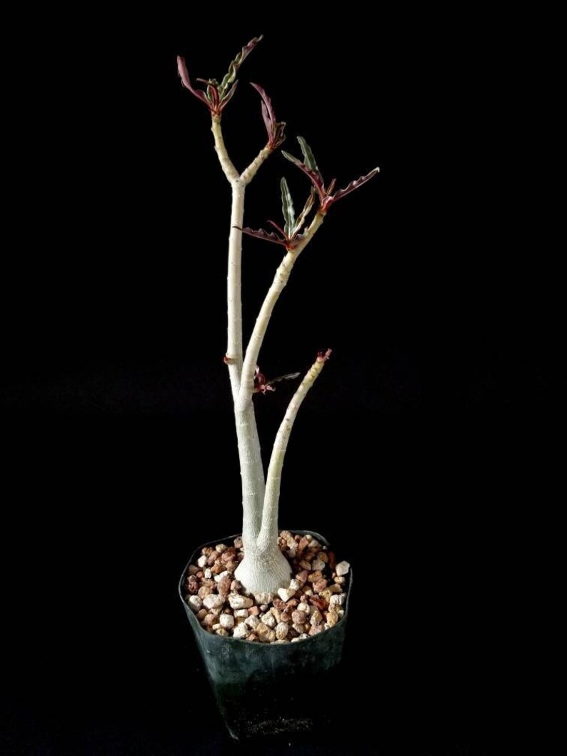 Adenium Somalense Var. Crispum Hybrid | Etsy