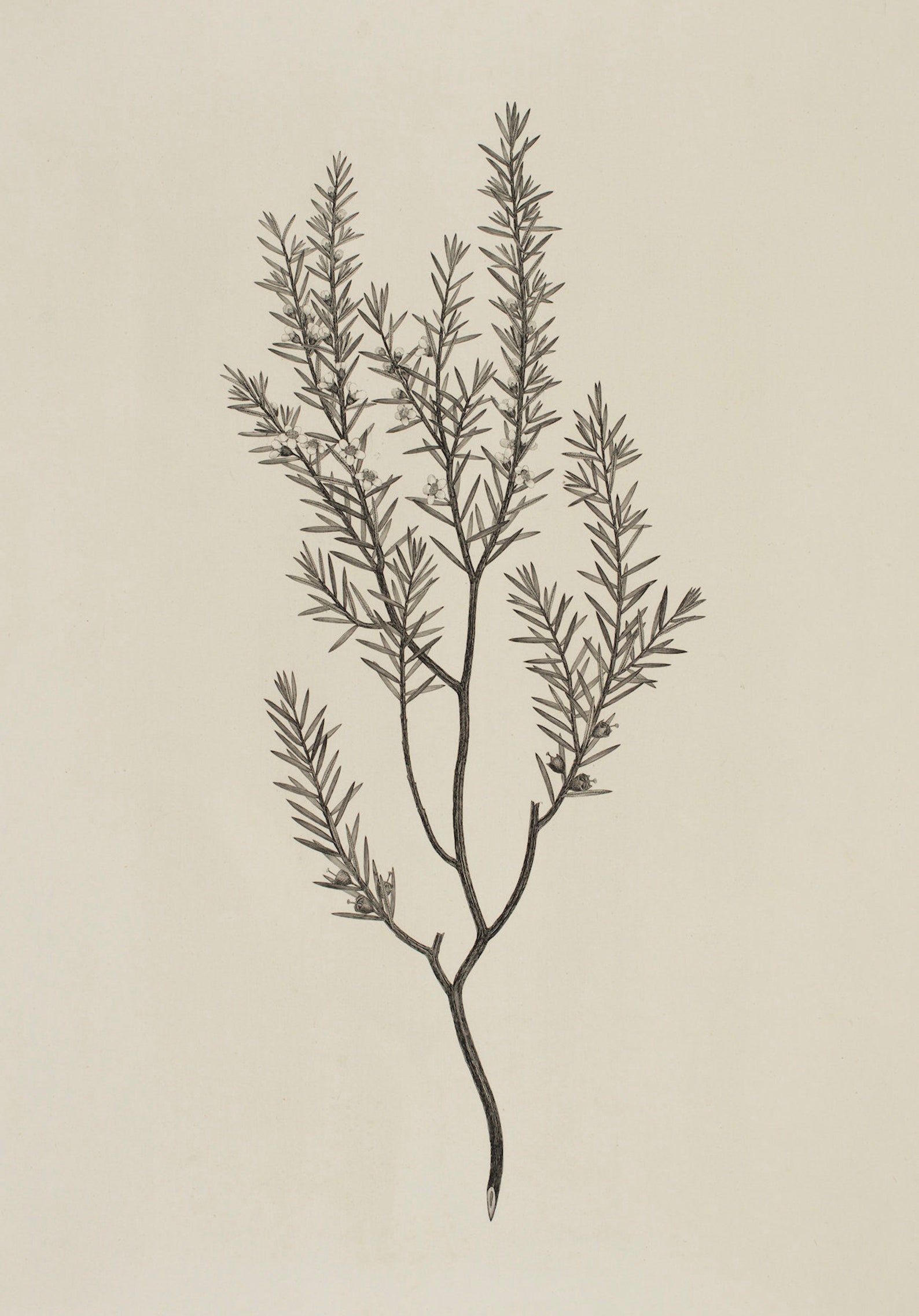 MYRTLE Vintage Botanical Sketch Digital Download - Etsy Norway