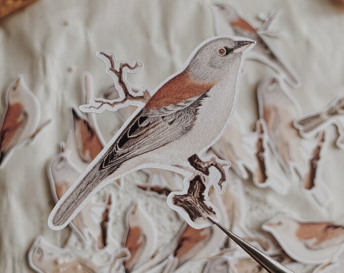 Cut Outs Birds Set 20 Pieces - Etsy