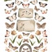 Printable | Fuzzy Cutting | Butterflies | Spring | Tulips | Spring ...