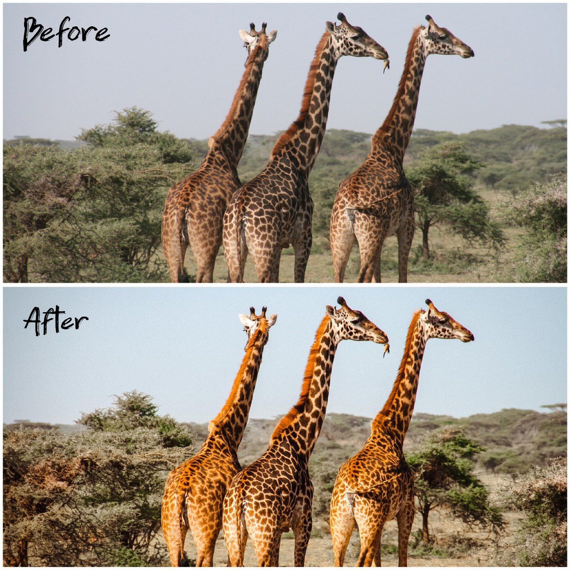 10 Safari Mobile Desktop Presets Warm Brown Filters Lightroom - Etsy