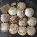 Hanging Shells Gilded Scallop Decorations Barnacle Shell - Etsy