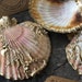 Hanging Shells Gilded Scallop Decorations Barnacle Shell Ornaments ...