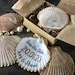 Shell Save the Date | Beach Wedding Save the Dates With Personalised ...