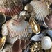 Gold Shell Decor 30 X Gilded Shells Coastal Decor Bulk Pack, Beach ...