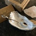 Single Silver Oyster Shell Salt Dish With Spoon | Salt Pinch Pot Cruet ...