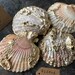 Gold Shell Decor 30 X Gilded Shells Coastal Decor Bulk Pack, Beach ...