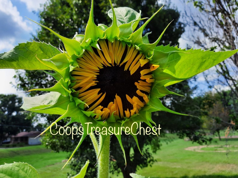 Giant Russian Mammoth Sunflower Seeds Organic NON-GMO, Grown by the ...