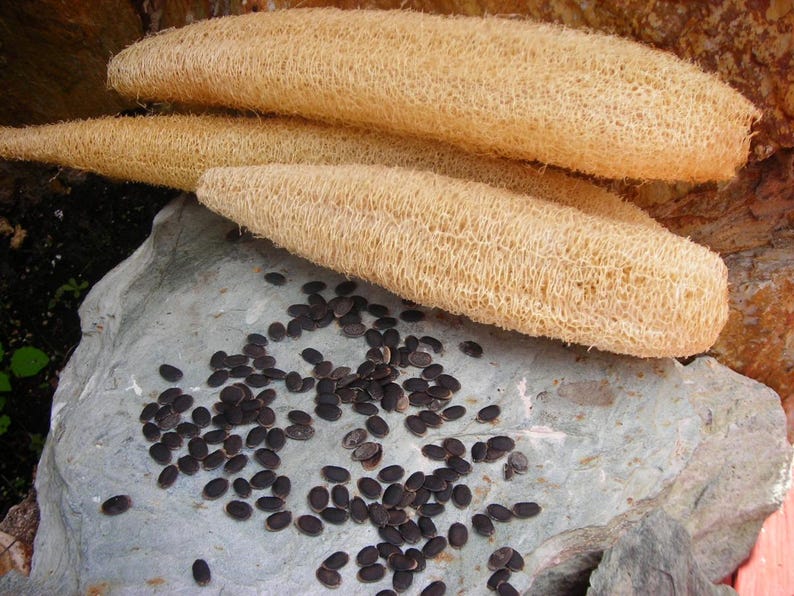 Organic Luffa/loofah (large) Gourd Seeds Dish/shower Exfoliating ...