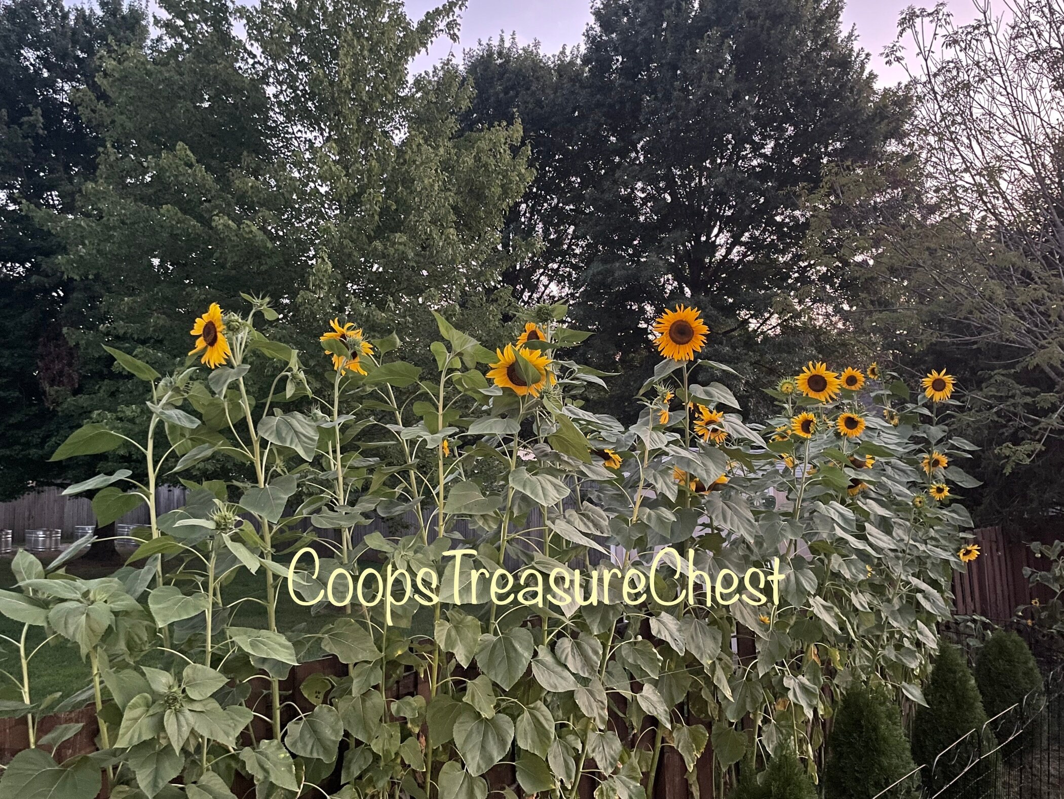 Giant Russian Mammoth Sunflower Seeds Organic NON-GMO, Grown by the ...