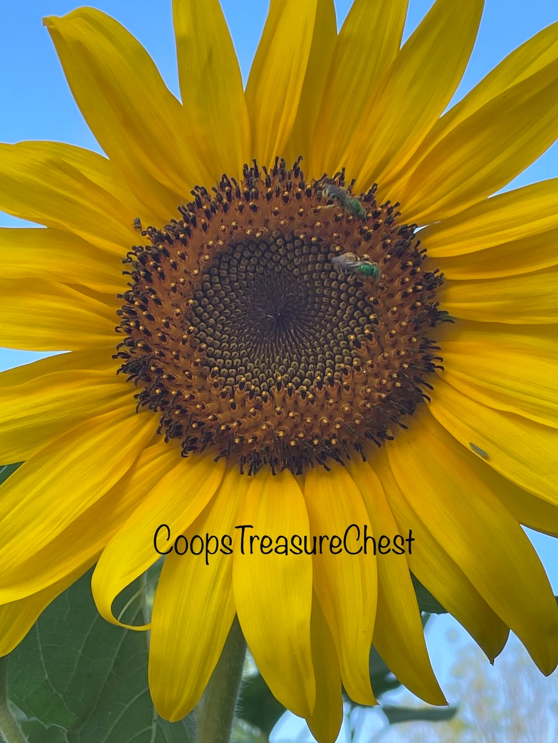 Giant Russian Mammoth Sunflower Seeds Organic NON-GMO, Grown by the ...