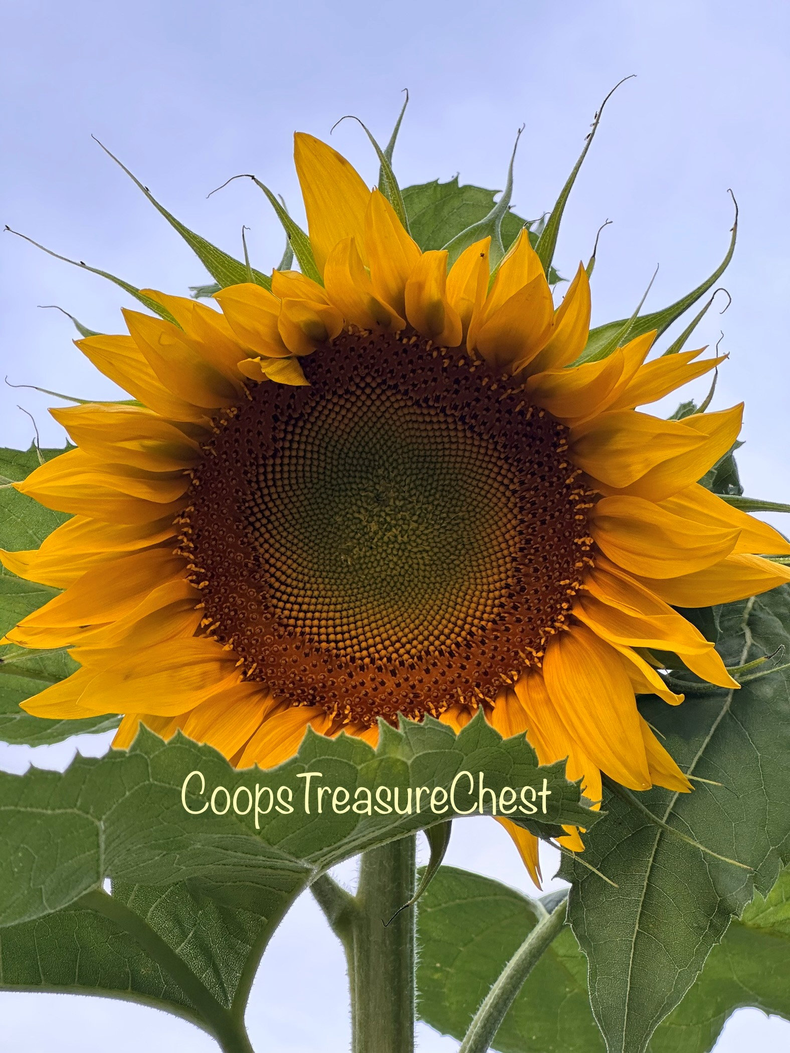 Giant Russian Mammoth Sunflower Seeds Organic NON-GMO, Grown by the ...