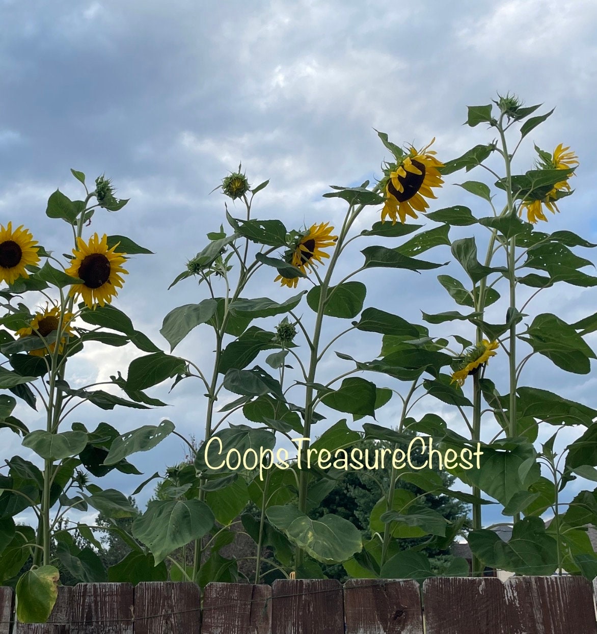 Giant Russian Mammoth Multiple-flower Head Sunflower Seeds Organic Non ...