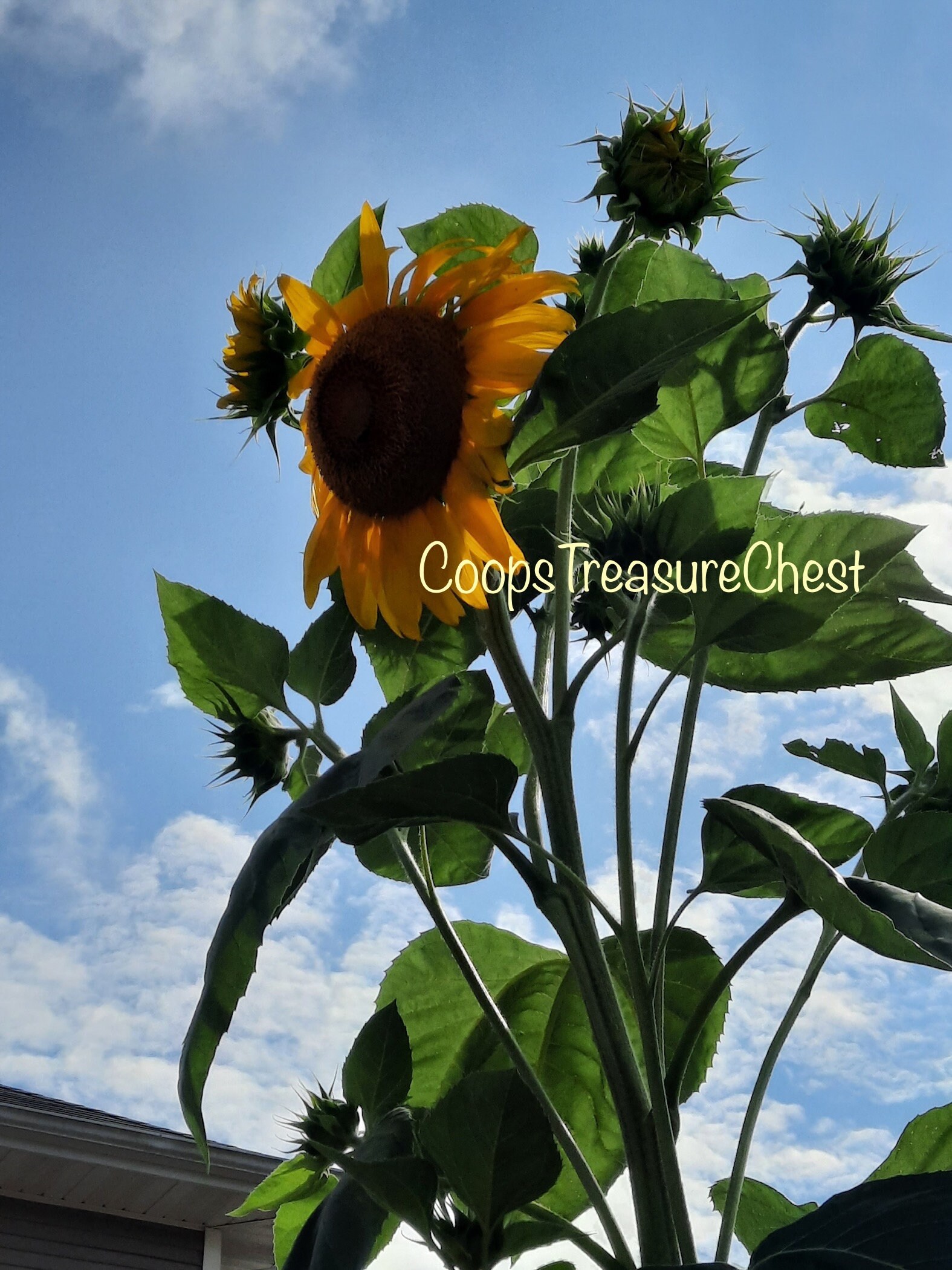 Giant Russian Mammoth Multiple-flower Head Sunflower Seeds Organic Non ...