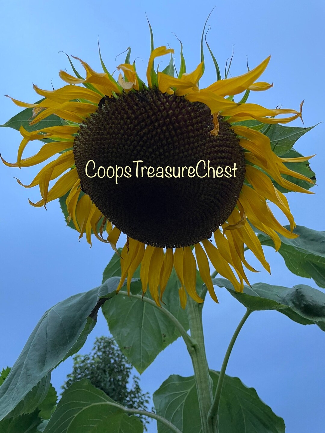 Giant Russian Mammoth Sunflower Seeds Organic NON-GMO Grown - Etsy