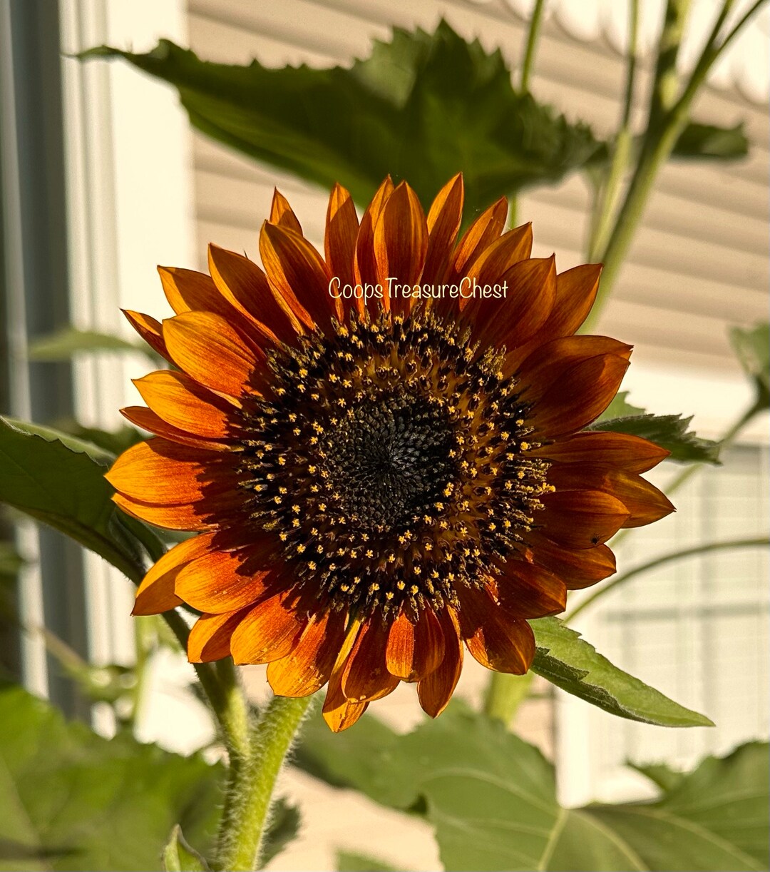 Orange Solar Flare Sunflower Seeds, NON-GMO, Organically Grown in Ozark ...