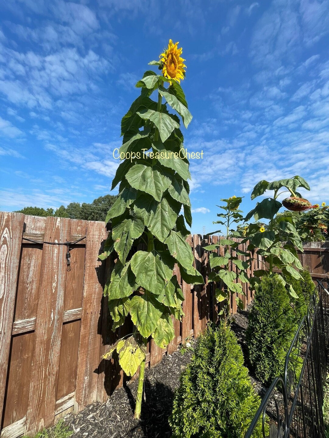 Titan Sunflower Seeds Organic NON-GMO - Grown by the Crazy Sunflower Lady in Ozark, MO - Etsy