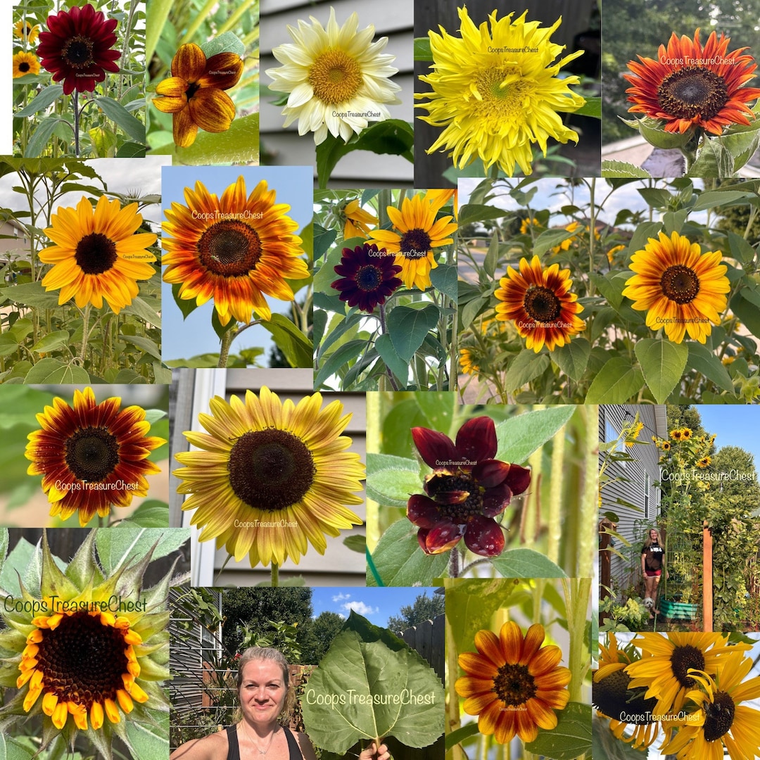 Mix Colors, Multi-colored Sunflowers Seeds NON-GMO, Organic Grown in ...