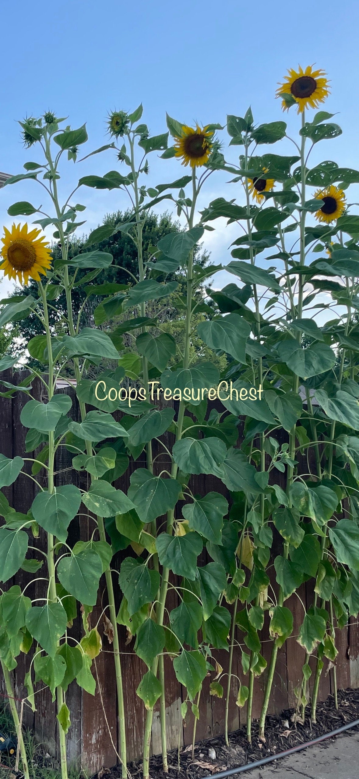 Giant Russian Mammoth Multiple-flower Head Sunflower Seeds Organic Non ...