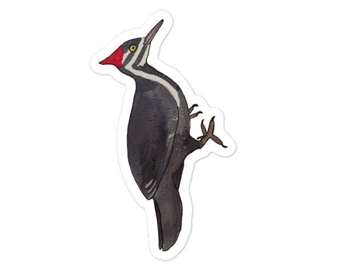 Killdeer Decal Watercolor Bird Art Bird Sticker - Etsy