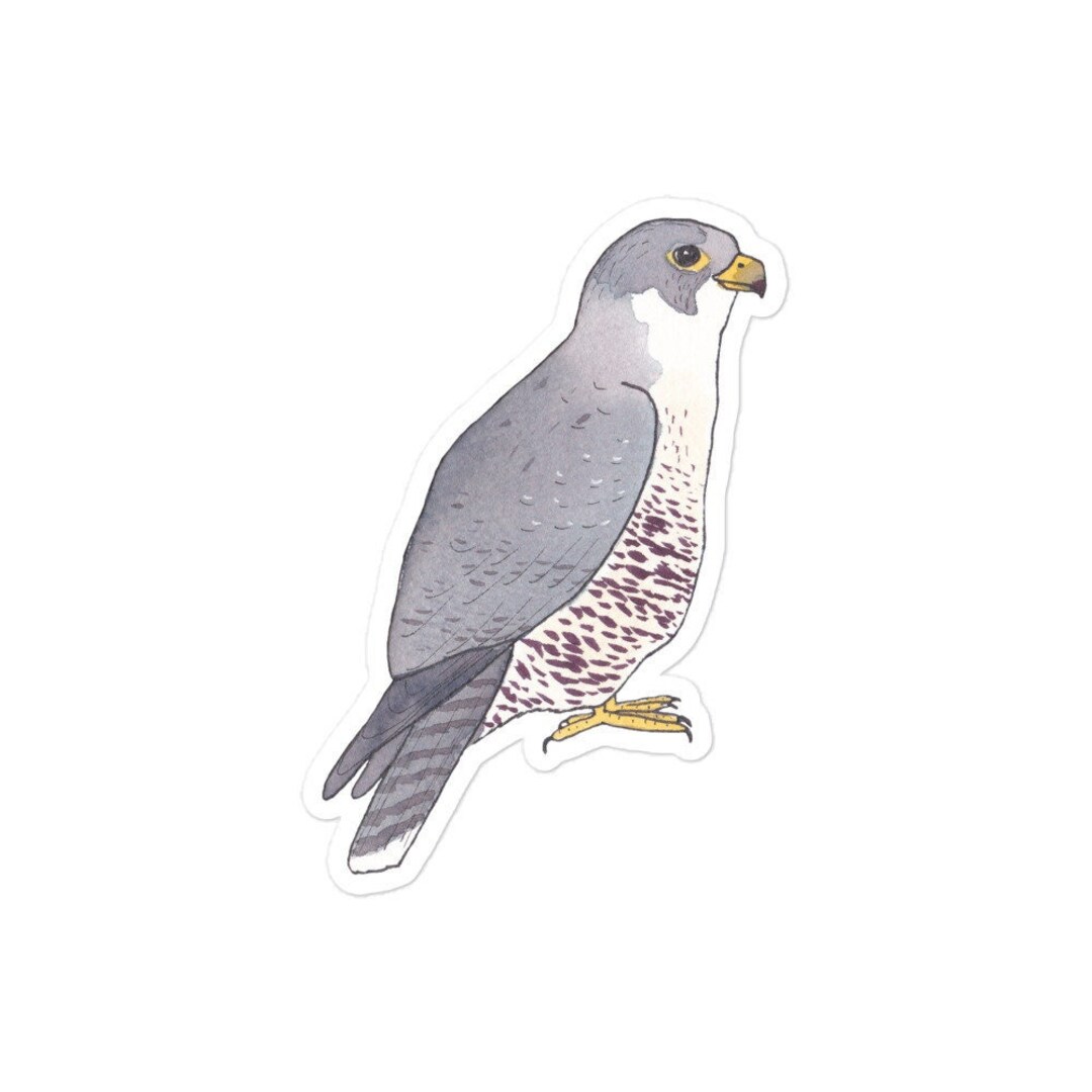 Peregrine Falcon Sticker: Watercolor Bird Art Decal - Etsy