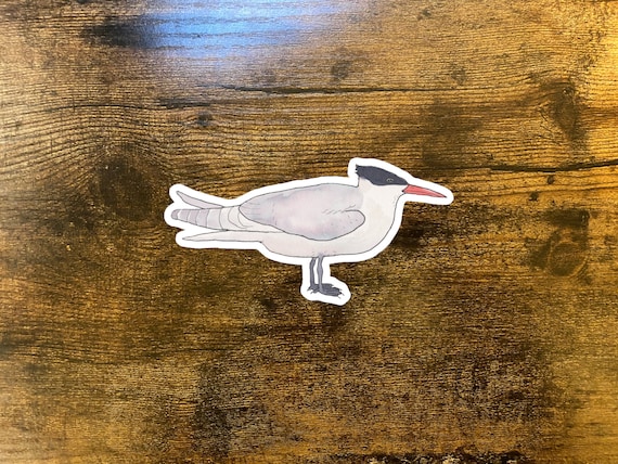 Royal Tern Decal Watercolor Bird Art Bird Sticker Bird | Etsy