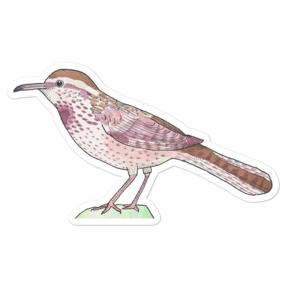Cactus Wren Decal - Watercolor Bird Art - Bird Sticker - Etsy