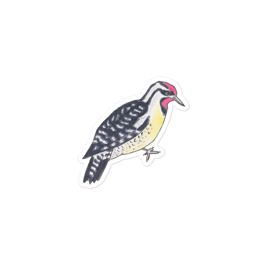 Yellow-bellied Sapsucker Sticker: Watercolor Bird Art Decal - Etsy