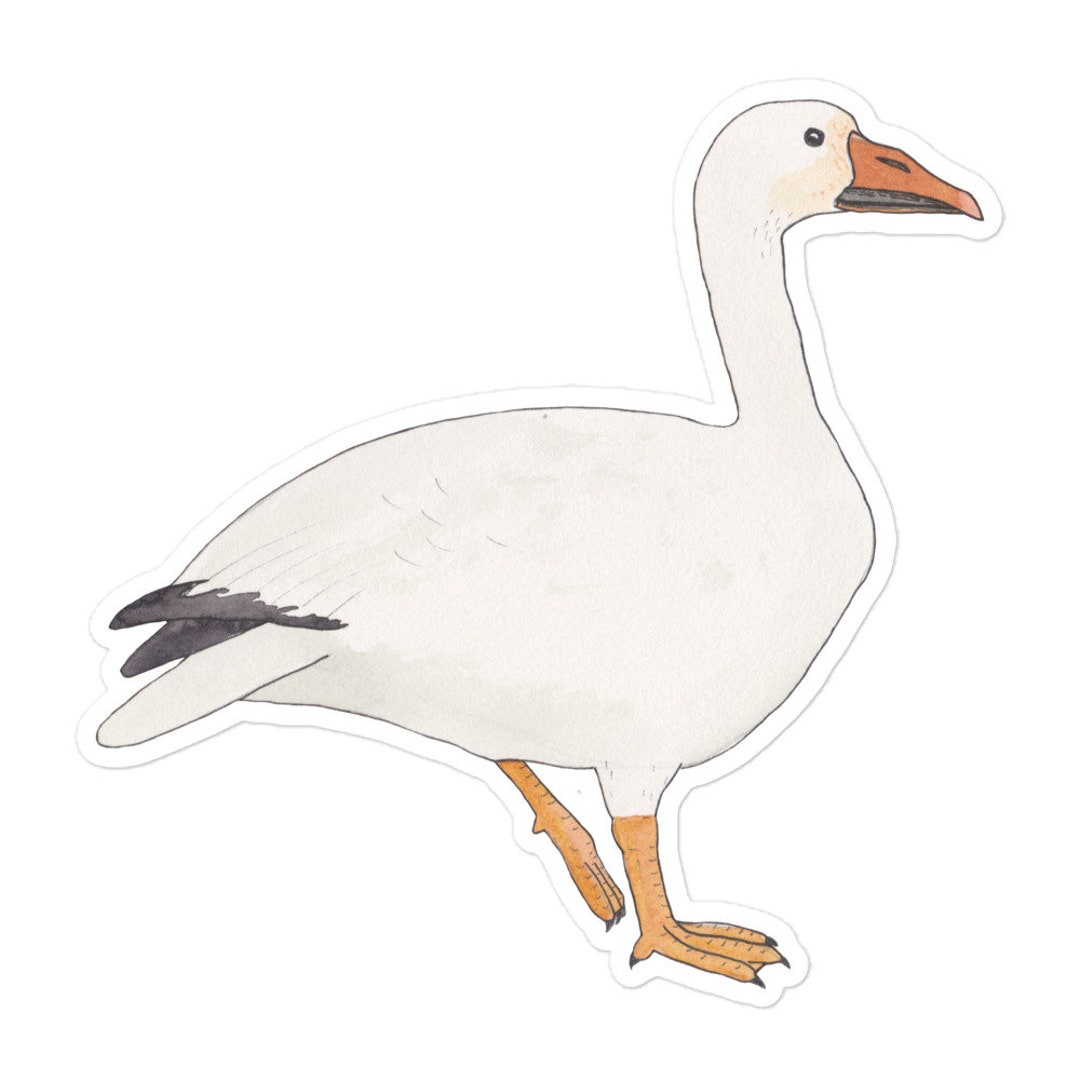 Snow Goose Watercolor Bird Species Art Decal Sticker - Etsy