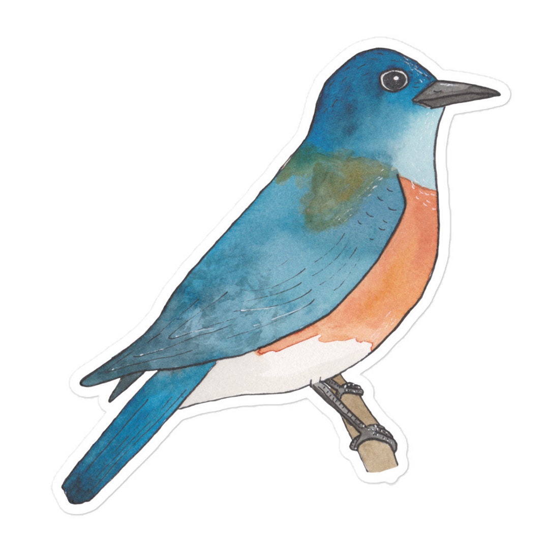 Western Bluebird - Watercolor Bird Species Decal - Wildlife Sticker - Etsy