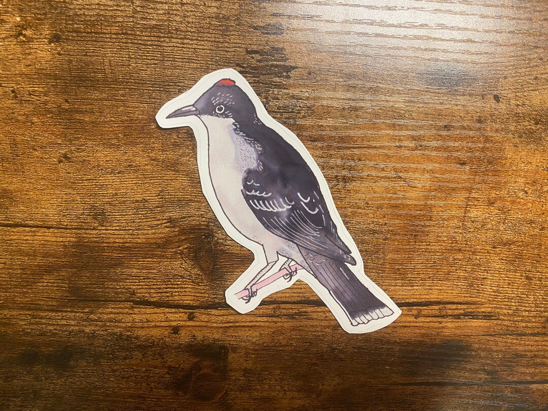 Eastern Kingbird Decal - Watercolor Bird Art - Bird Sticker - Etsy