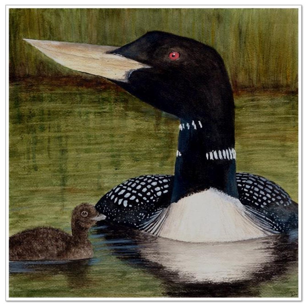 Common Loon With Chick Watercolor Painting 12x12” Giclee Print - Etsy
