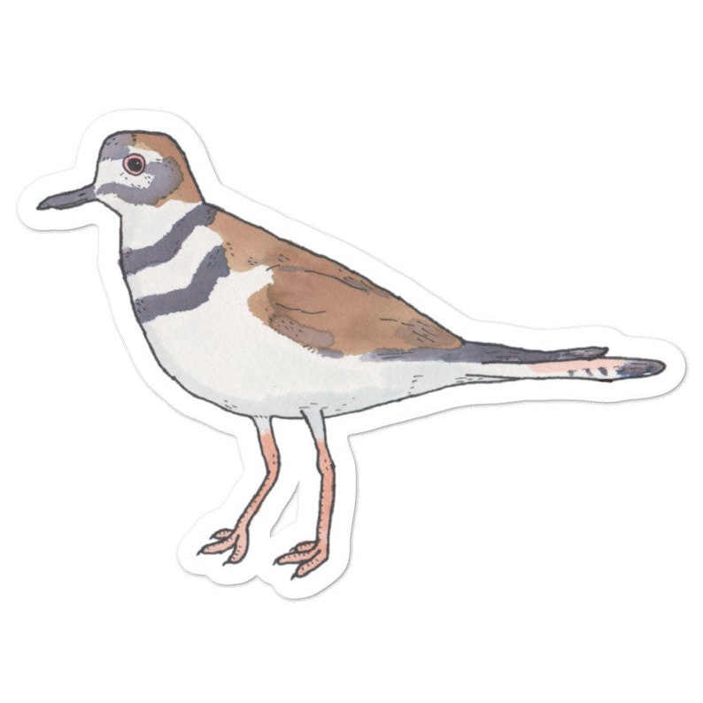 Killdeer Decal Watercolor Bird Art Bird Sticker - Etsy