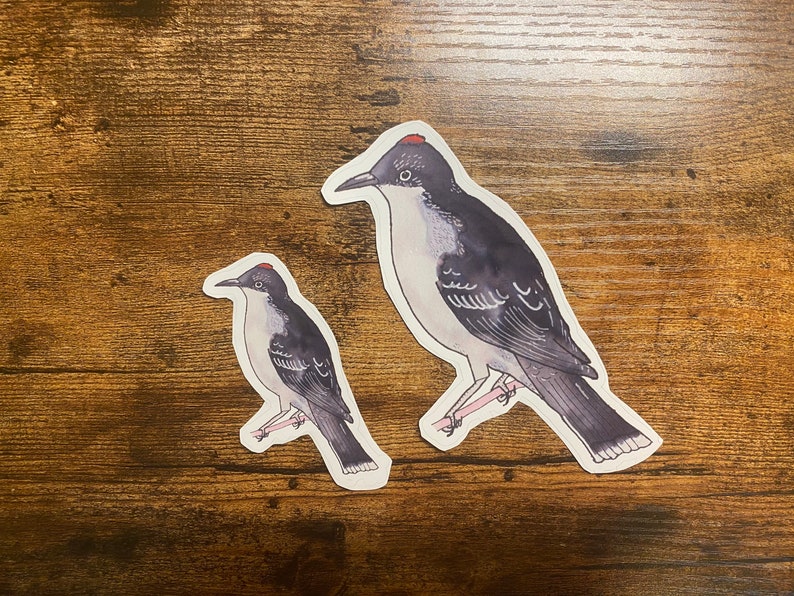 Eastern Kingbird Decal Watercolor Bird Art Bird Sticker - Etsy