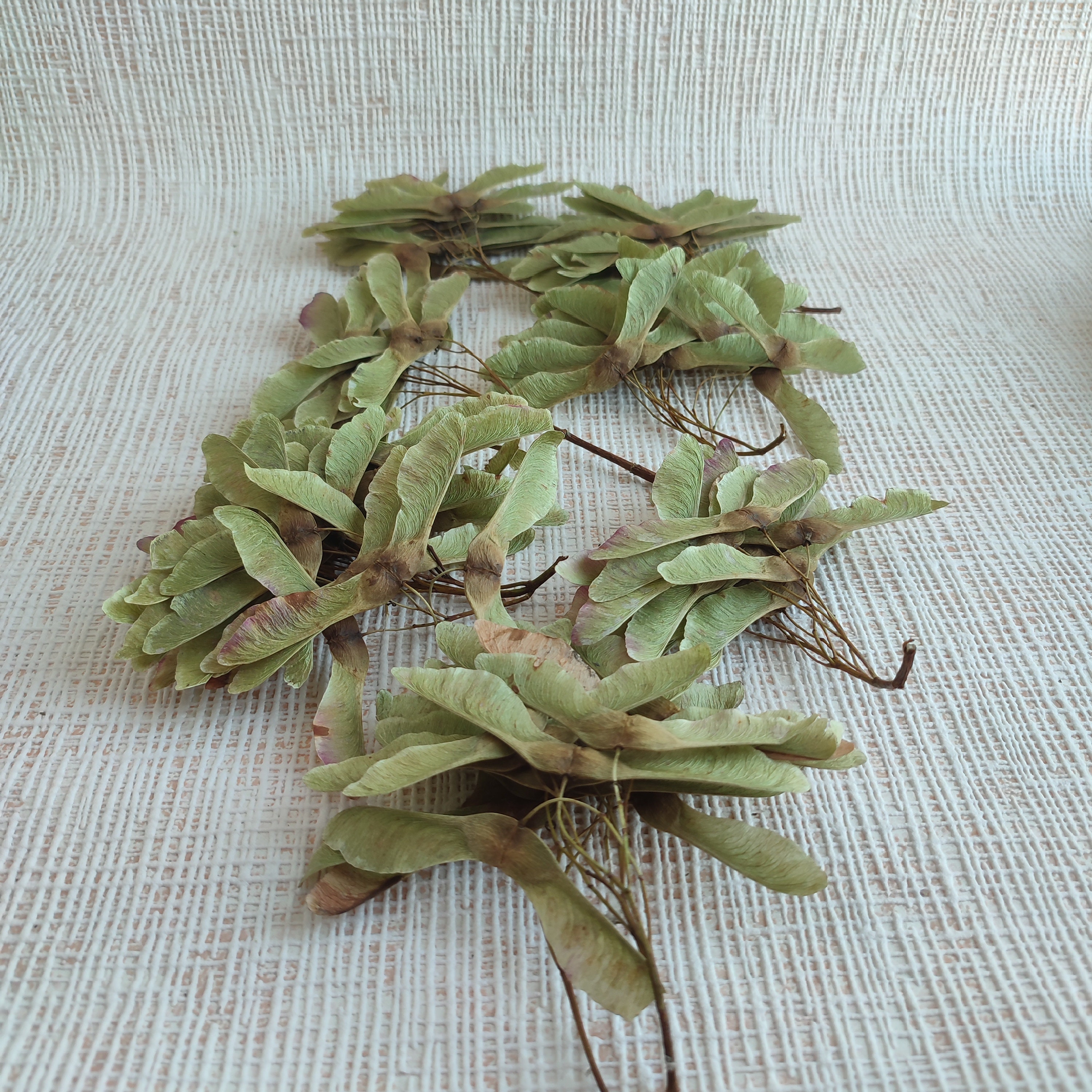 Dried Maple Wings in Bunches, Maple Seeds in Bunches, Helicopter Maple ...