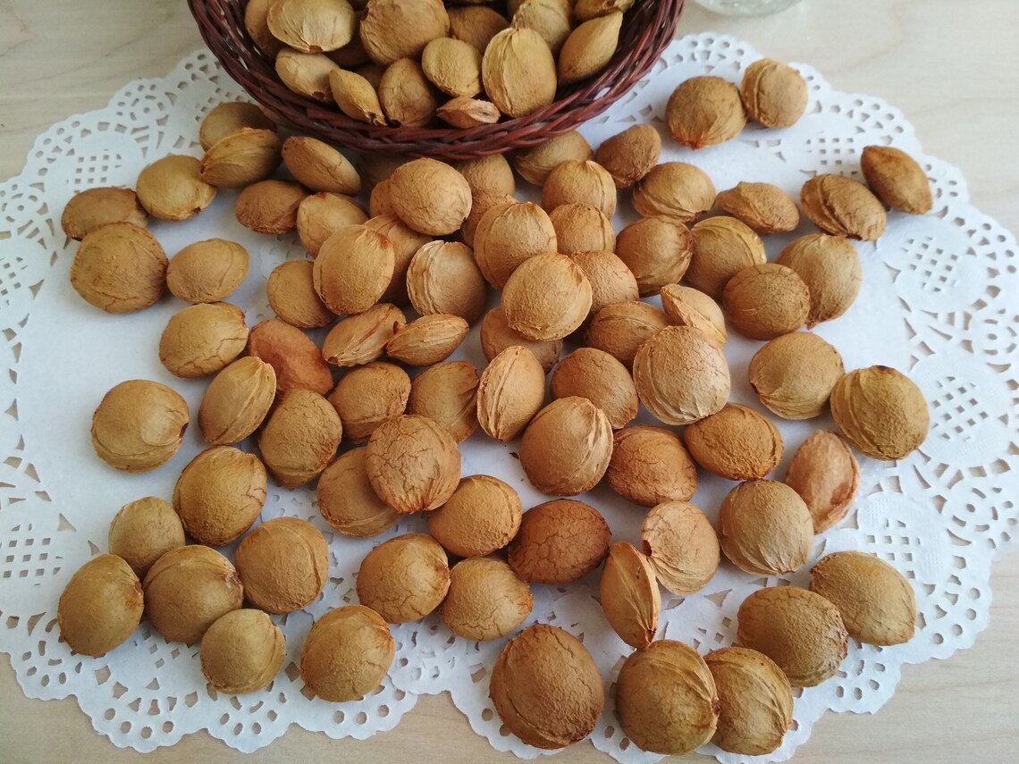 Apricot Pits Real Natural Apricot Pits Harvest 2020. | Etsy