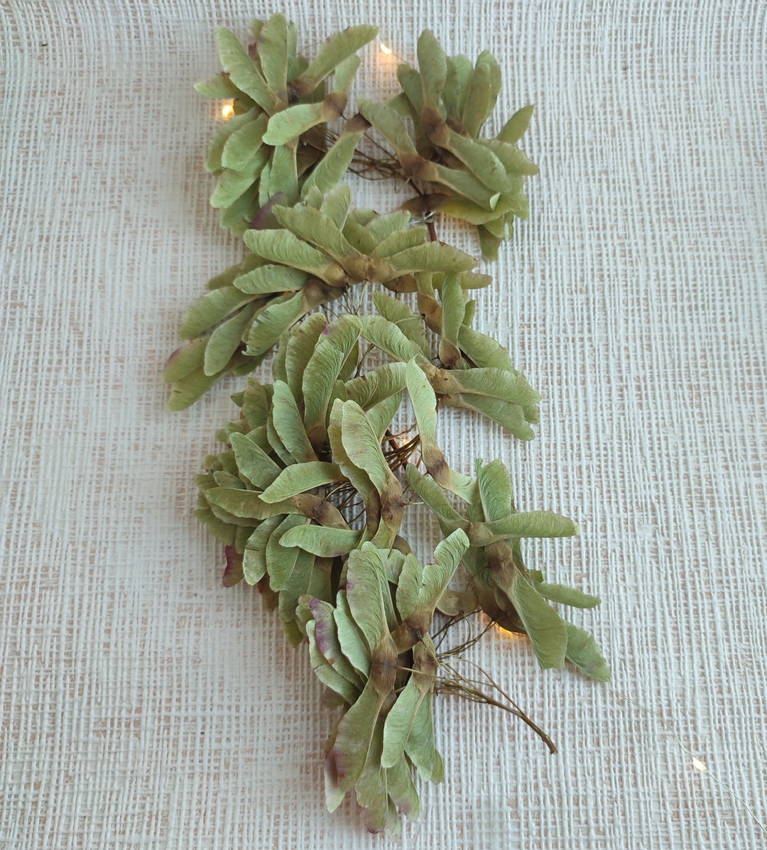 Dried Maple Wings in Bunches, Maple Seeds in Bunches, Helicopter Maple ...