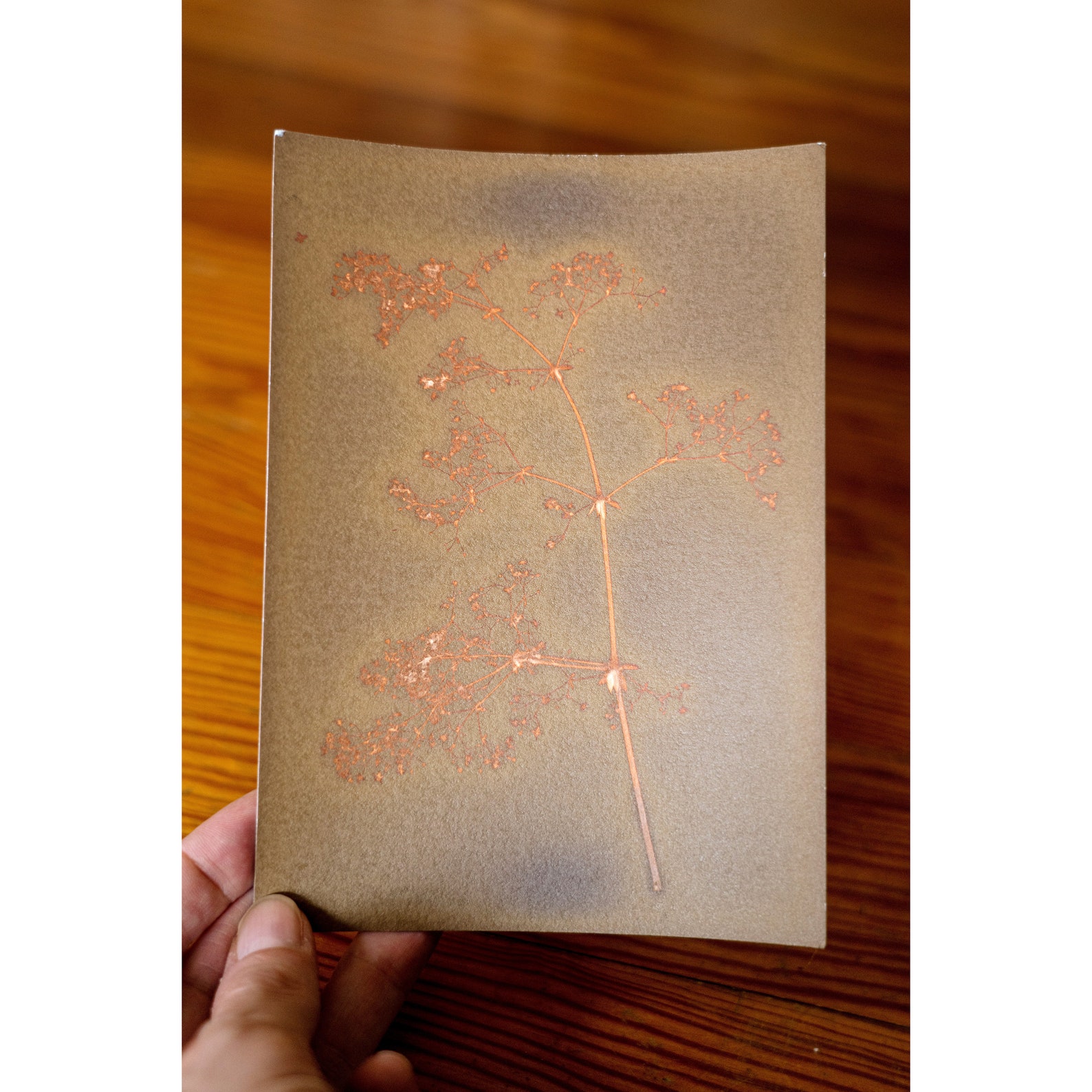 Small Handmade Lumen Print of on Silver Gelatin Paper - Etsy