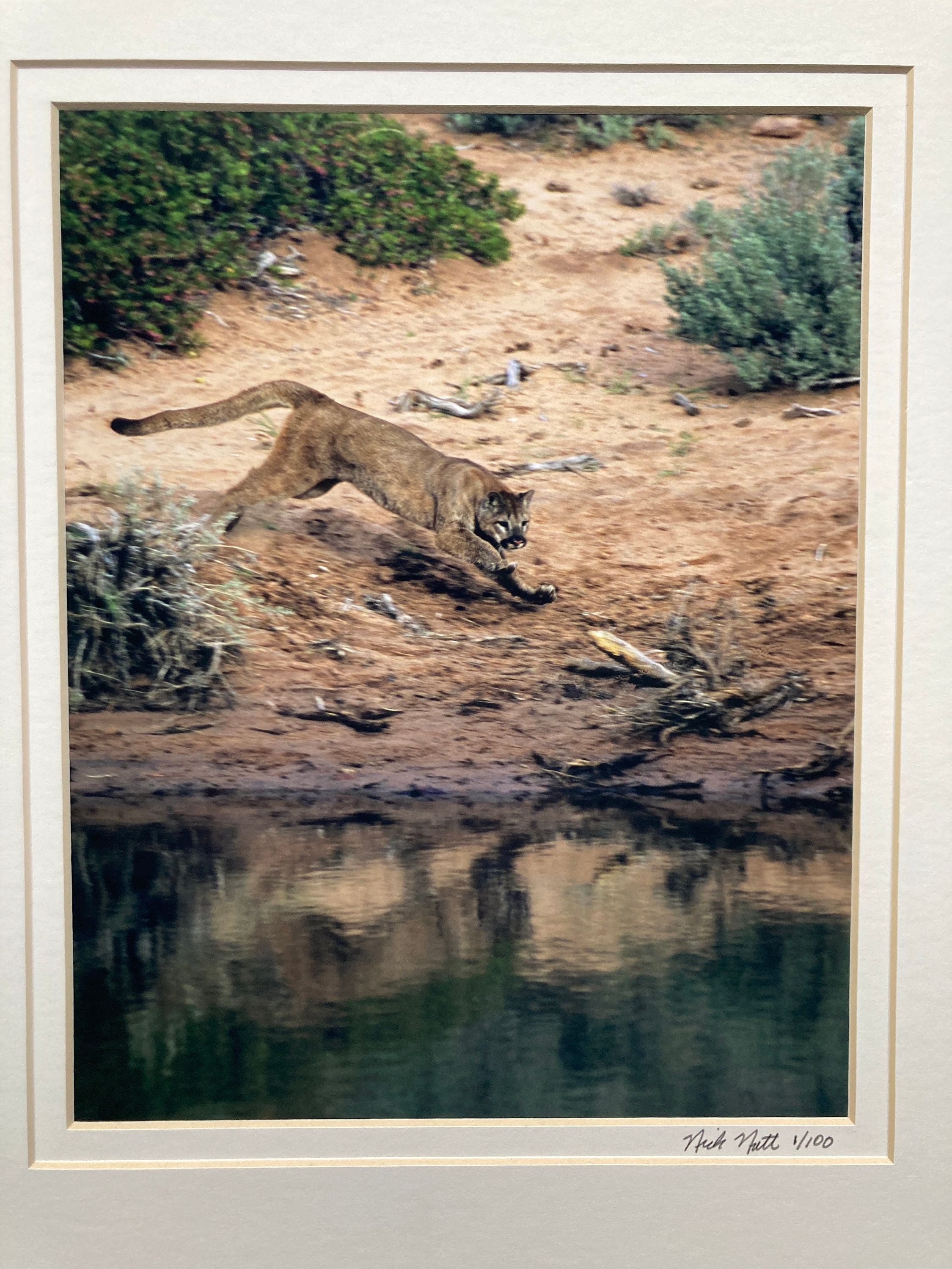 Pair of Nick Nott Limited Edition Wildlife Photographs Matted, Signed ...